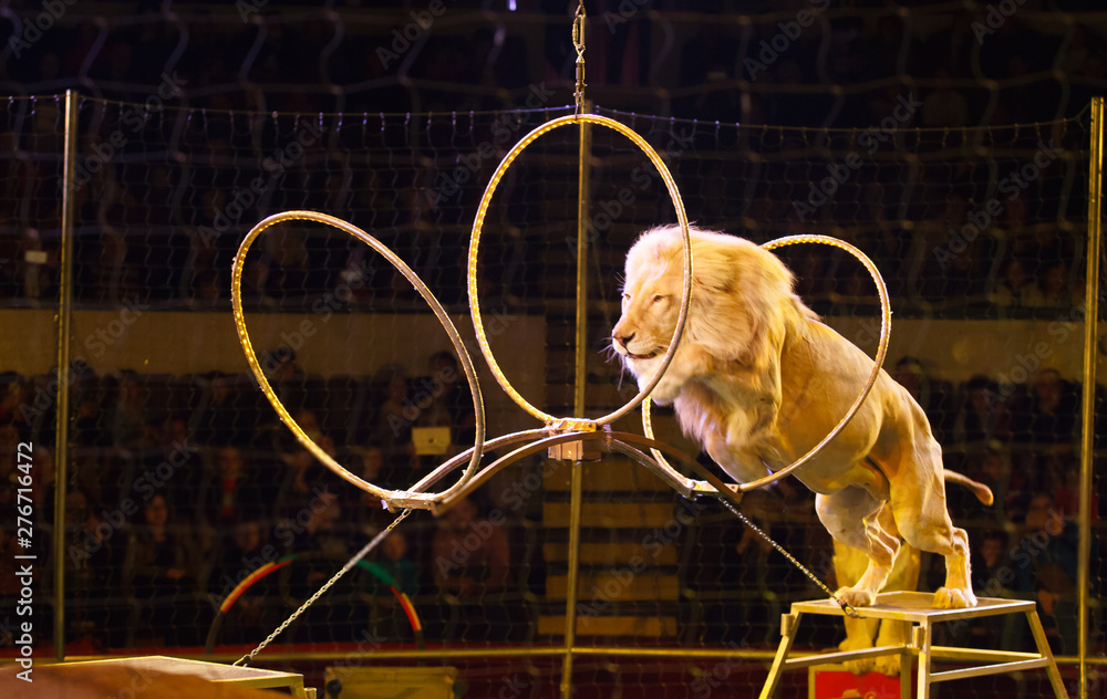 performance of a trainer of lions in a circus Stock Photo | Adobe Stock