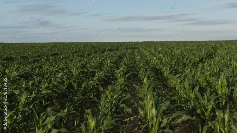 Aerial bird view footage over maize field with still young and small ...