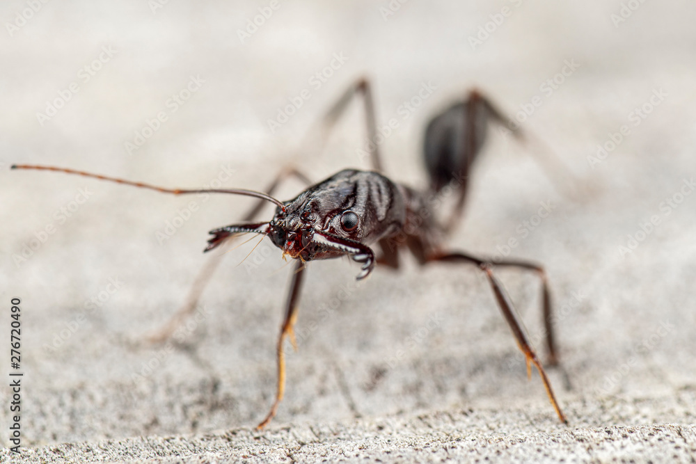 Extreme close up of an Odontomachus cephalotes trap jaw ant Stock Photo ...