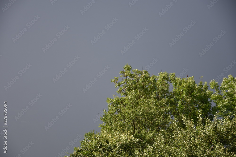 Regen, Straße, Wolke, Regenwolke, Gewitter, Gewitterwolke, nass, Pfütze ...