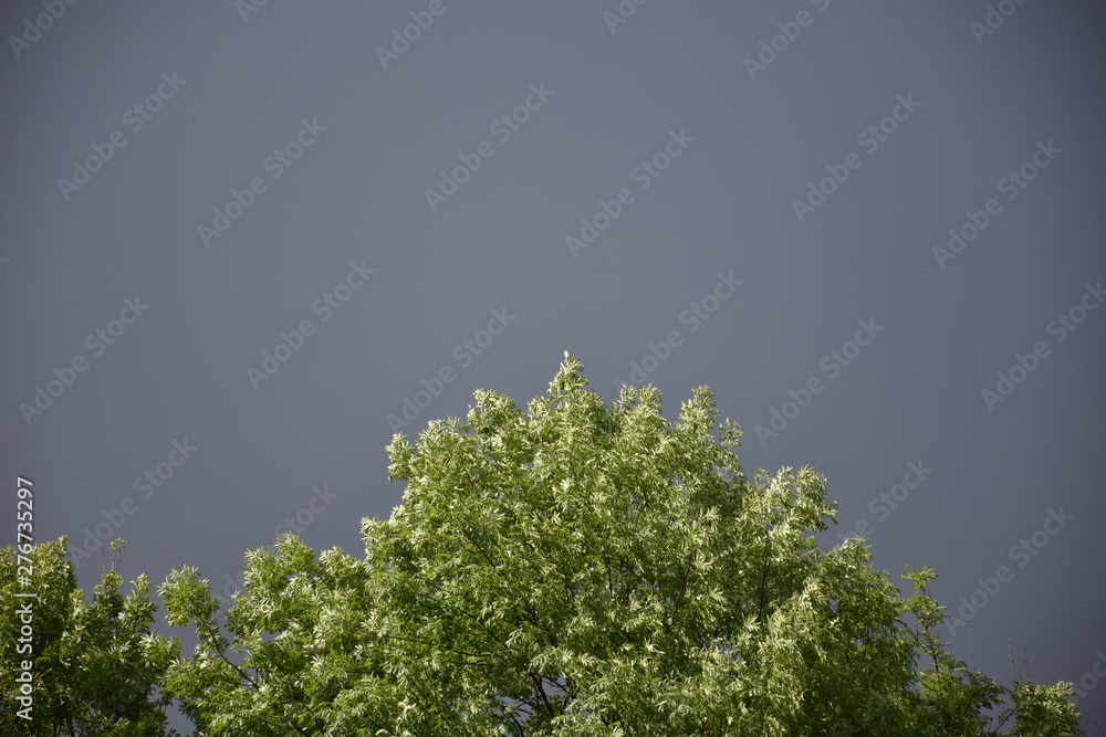 Regen, Straße, Wolke, Regenwolke, Gewitter, Gewitterwolke, nass, Pfütze ...