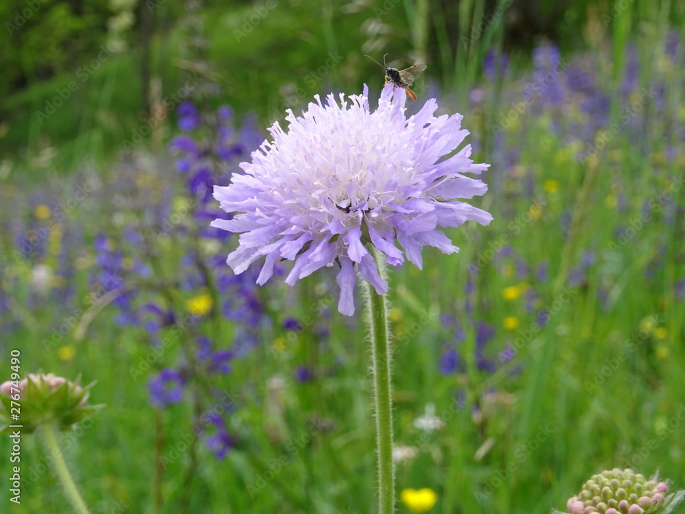 schöne lila Blume vor bunter blumenwiese im lechtal Stock-Foto | Adobe ...