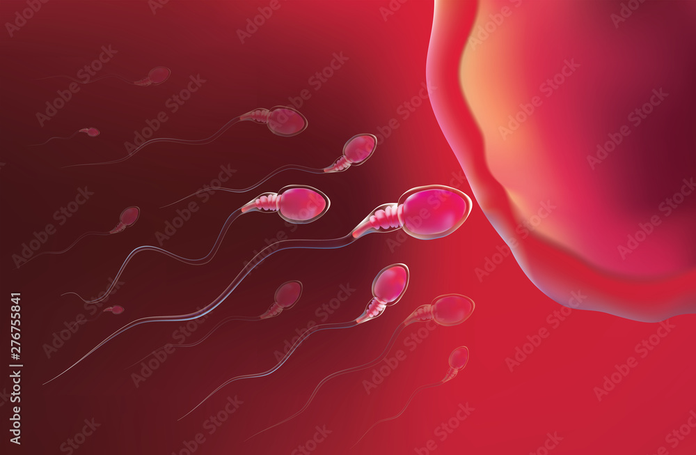 One sperm is human semen. In the white back Stock Vector | Adobe Stock