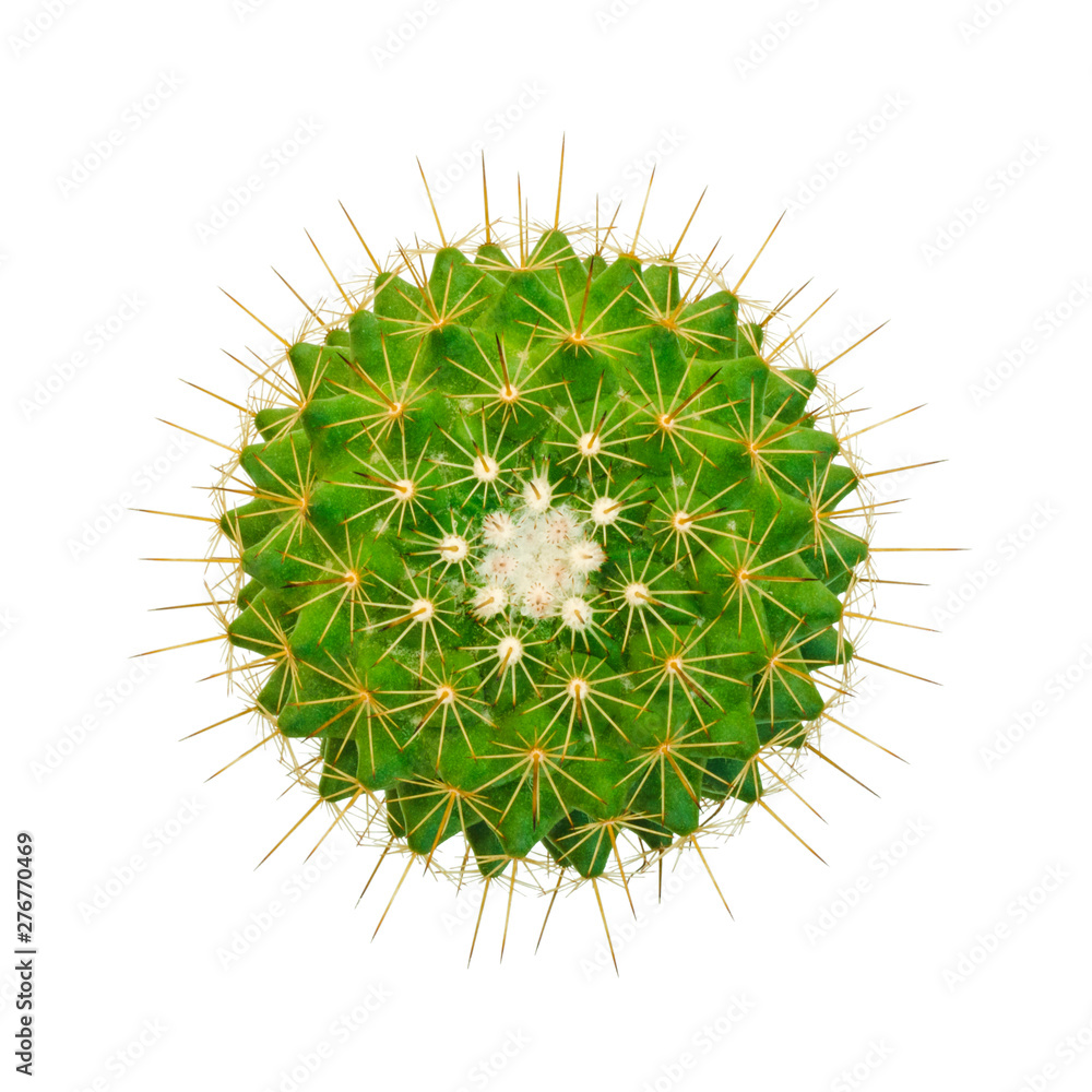 Top view cactus isolated on white background,Clipping Path ,Mammillaria ...
