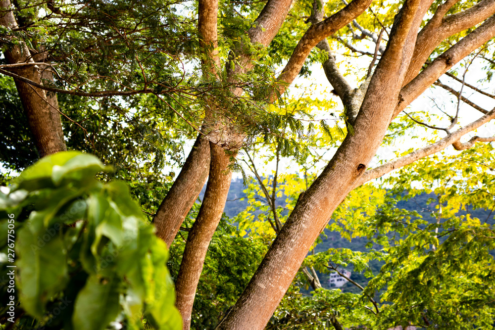 arboles del bosque Stock Photo | Adobe Stock
