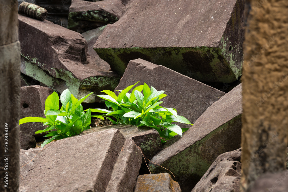 plant grows in collapsed and crashed stone ruins and revives despite ...