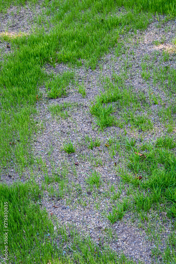 Patchy and damaged lawn, over seeded to repair it, with new grass ...