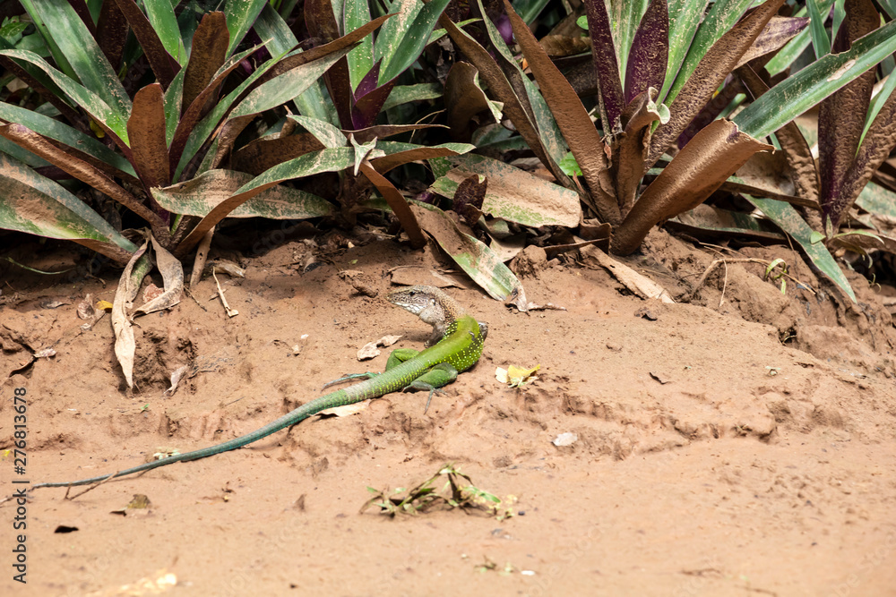 Ameiva ameiva, the green giant ameiva, ground lizard found in Central ...