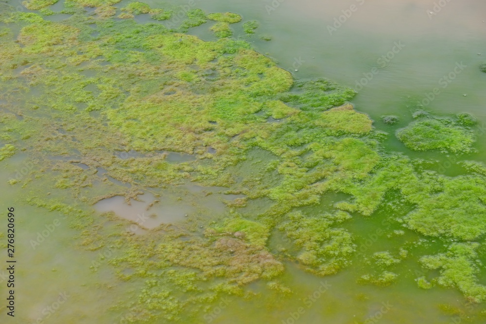 Blue-Green Algae bloom in the water. Stock Photo | Adobe Stock