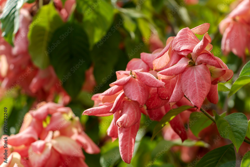 Native Philippine Flowers