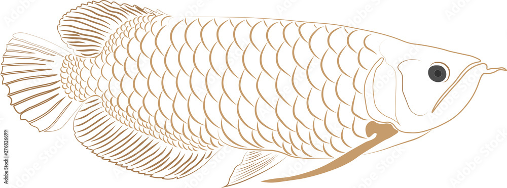 arowana Stock Vector | Adobe Stock