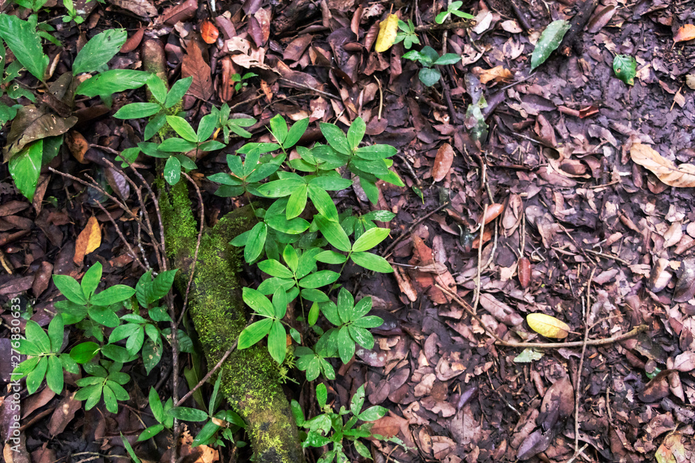 Blurred nature background with rainforest flora of Amazon River basin ...