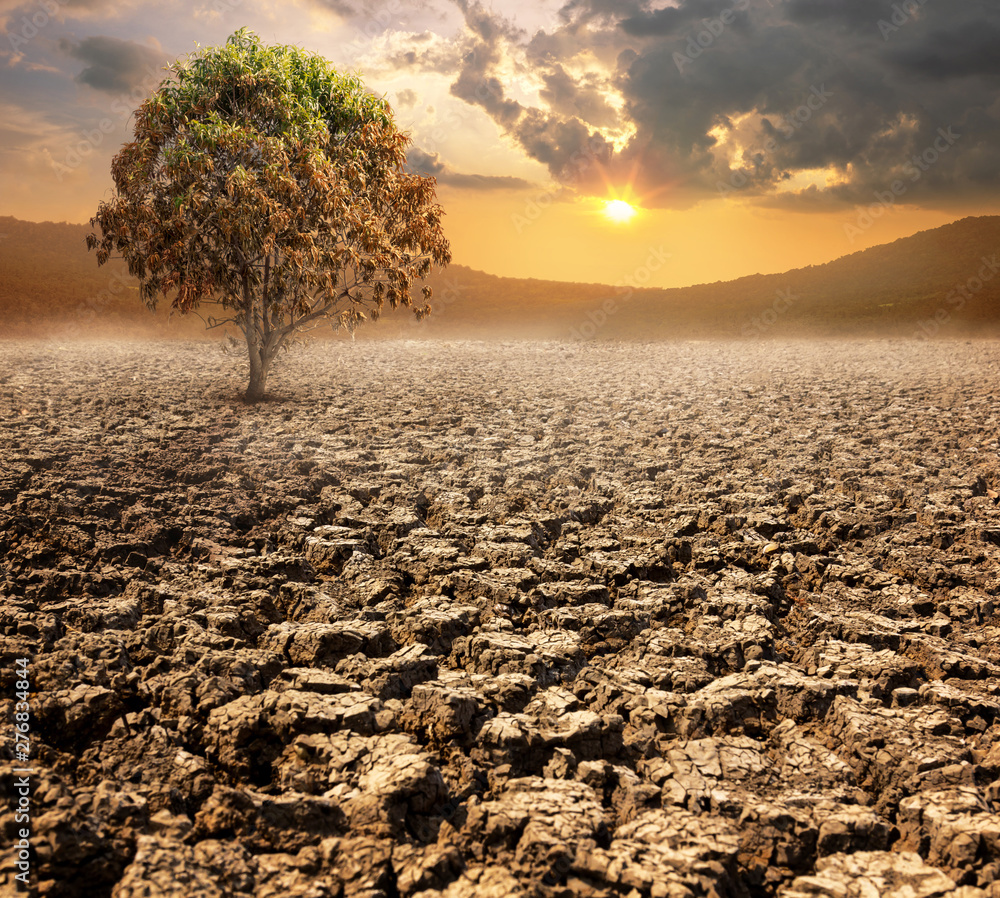 Lonely brown dead tree in dry wasteland a concept for global warming ...
