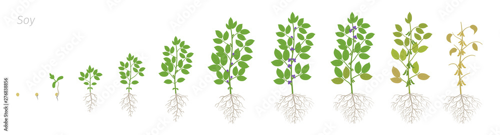 Growth stages of Soybean plant with roots. Soya bean phases set ...