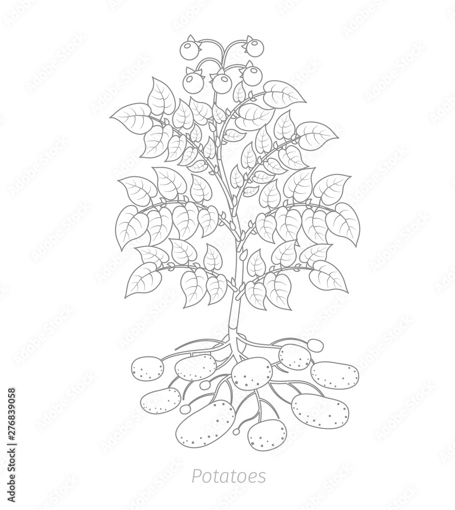 Potatoes plant. Spud plants. Harvest potato. Outline contour vector ...