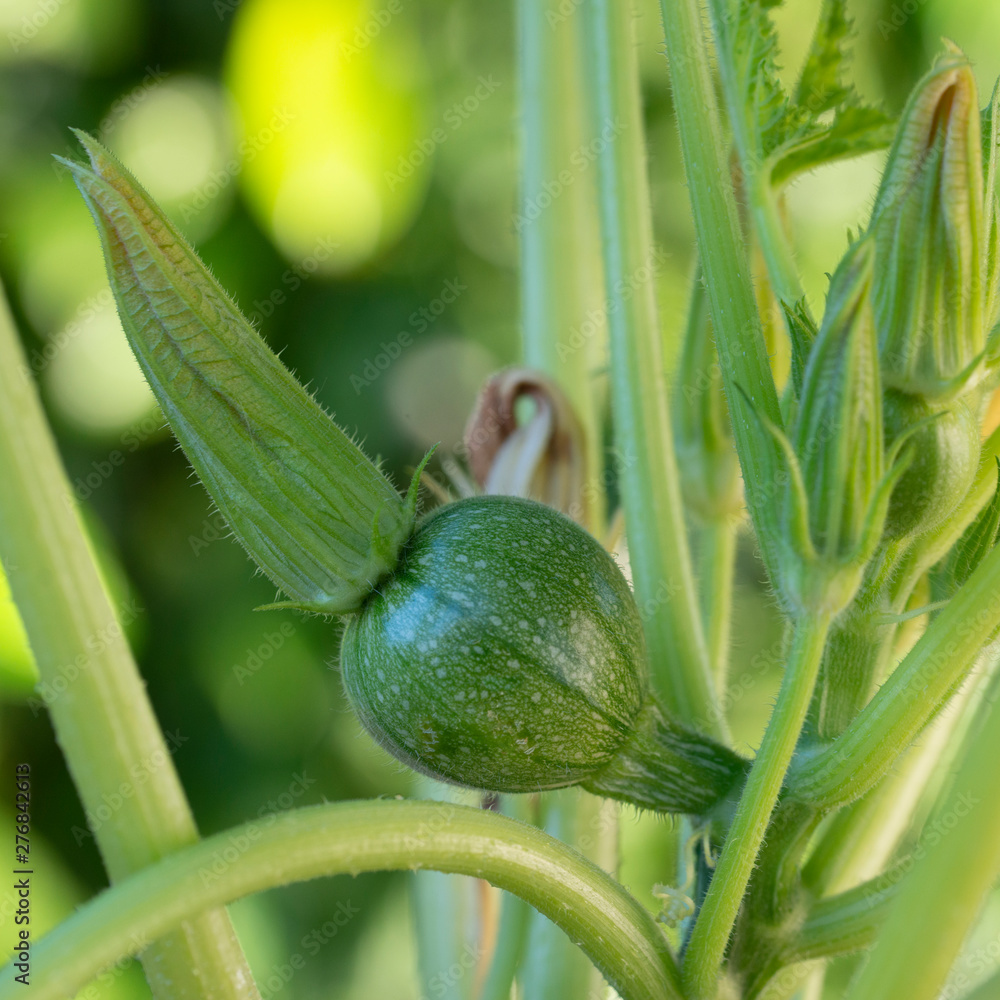 Fotografia do Stock: Plant de courgettes rondes de Nice, Cucurbita Pepo ...