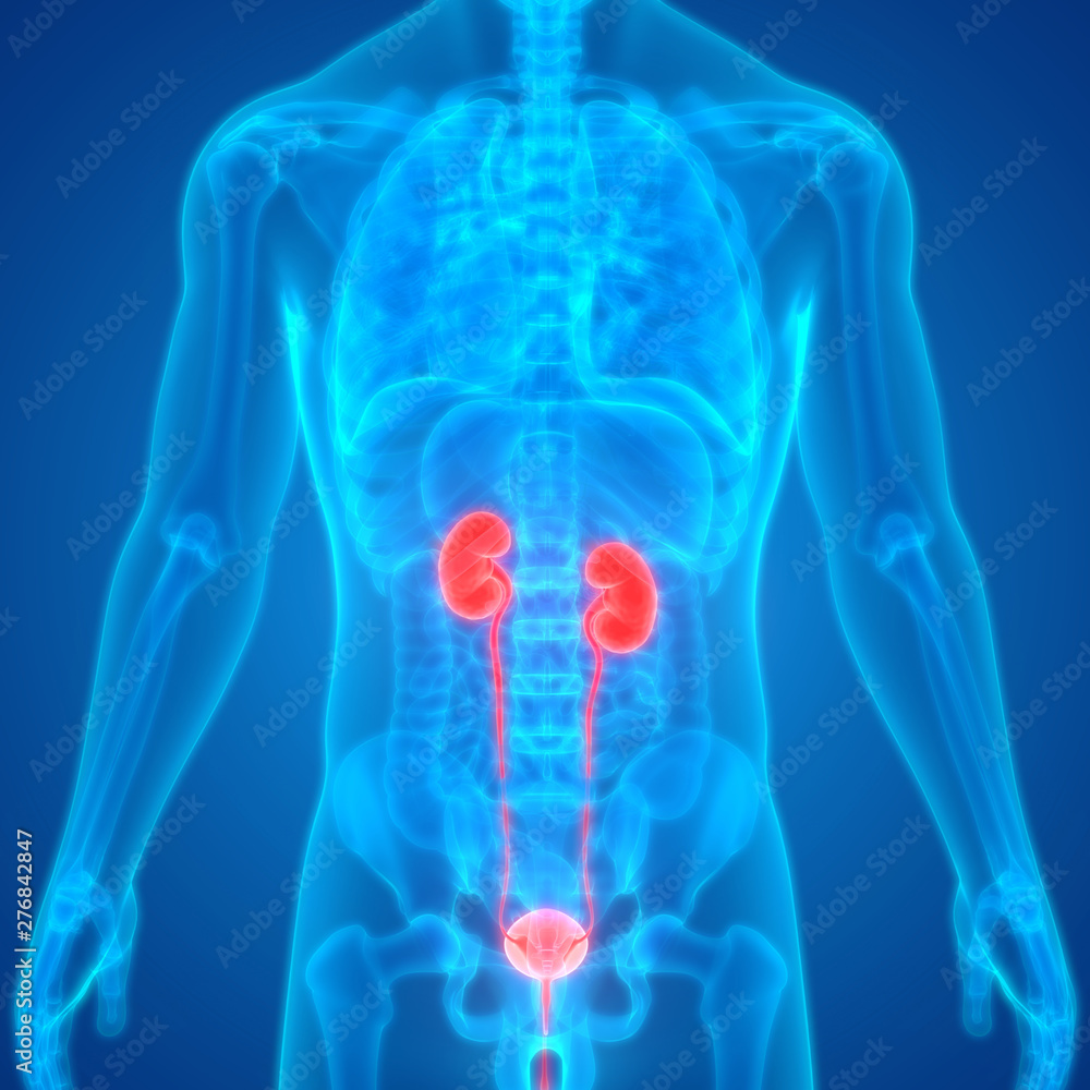 Human Urinary System Anatomy Stock Illustration | Adobe Stock
