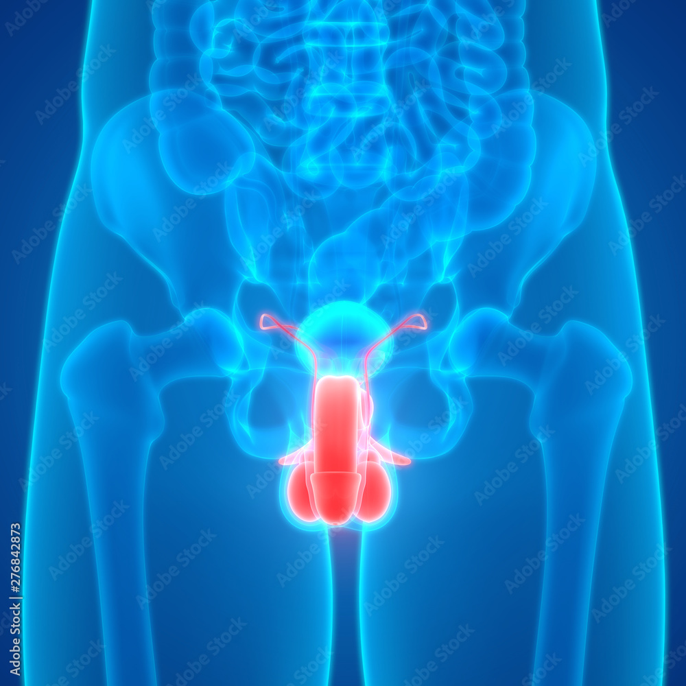 Male Reproductive System Anatomy Stock Illustration | Adobe Stock