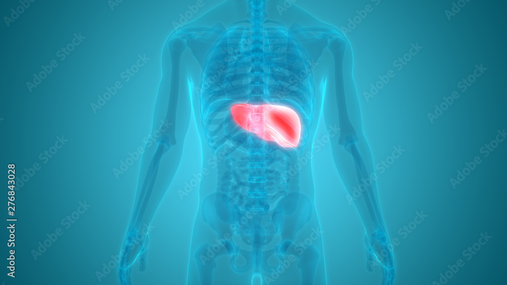 Human Liver Anatomy Posterior View Stock Illustration | Adobe Stock