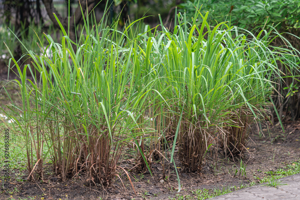 Lemon grass plant on the ground.commonly call Barbed wire grass, Silky ...