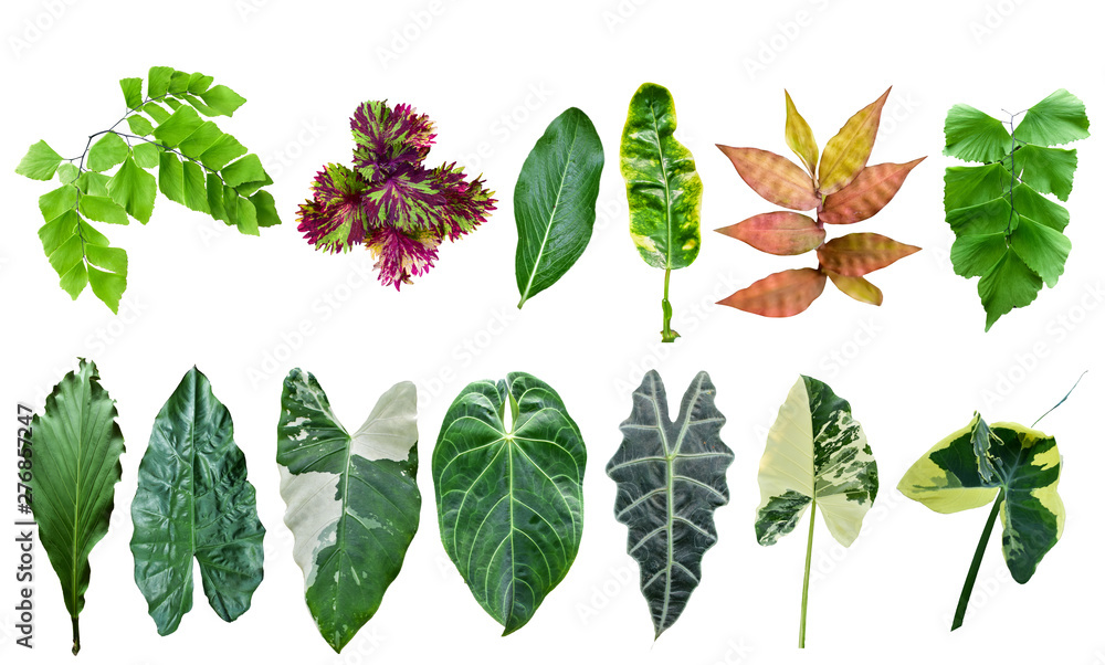 kinds of taro leaves and tropical leaves isolated on white background ...