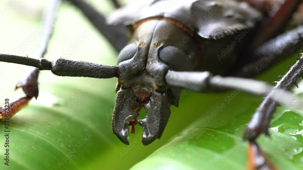 Giant Fijian longhorn beetle from island Koh Phangan, Thailand. Close ...