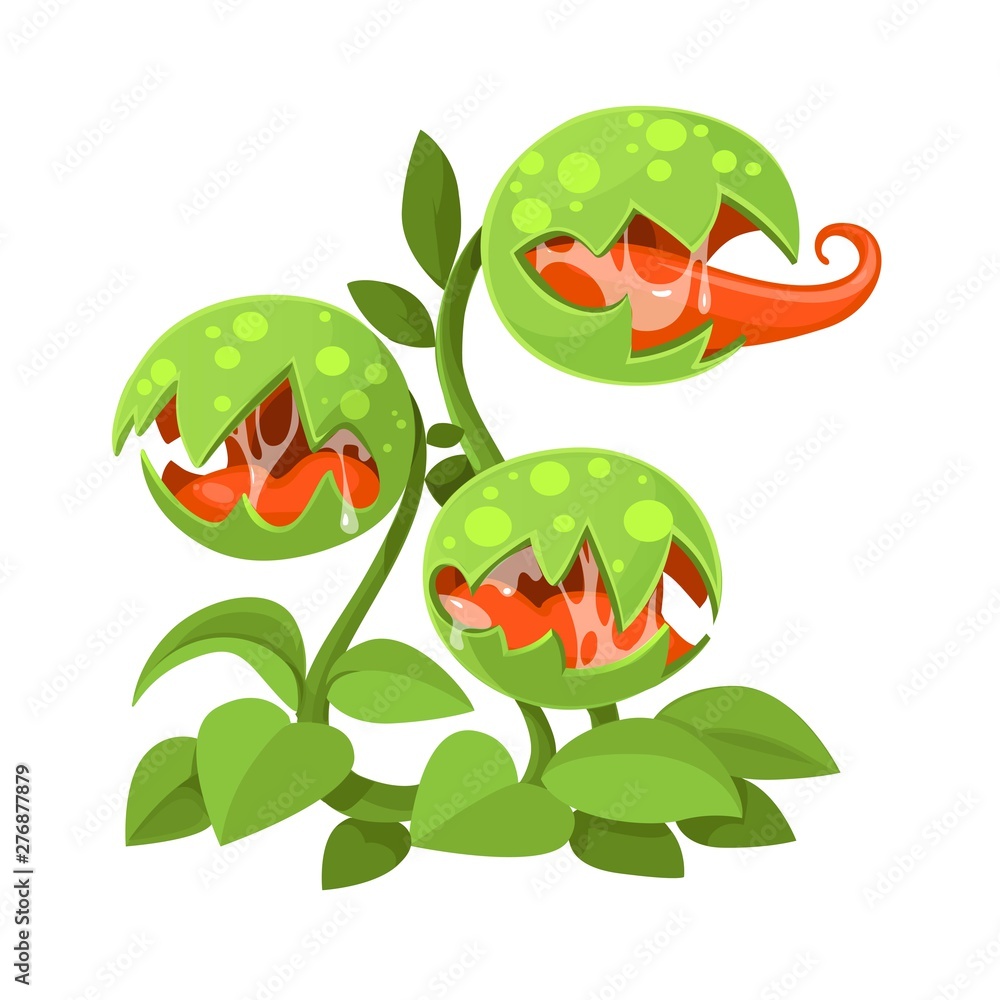 Predatory plant giant Venus flytrap with three traps mouths isolated on ...