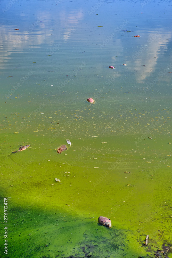 Dead fish in the waste lake of urban park. Environmental problems ...