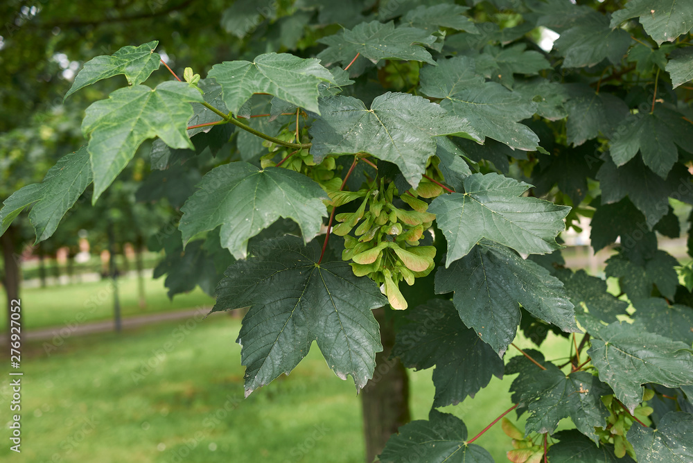 Acer platanoides Stock Photo | Adobe Stock