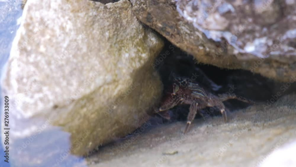 Sea crub in underwater cave. Hiding underwater among stones. Sea ...