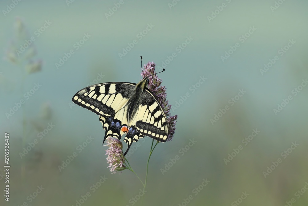 Old World swallowtail (Papilio machaon) resting on a flower in a green meadow, a butterfly of ...