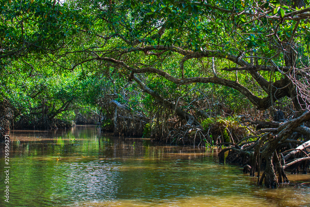Foto de Manglar o mangle es un ecosistema con árboles muy tolerantes a ...