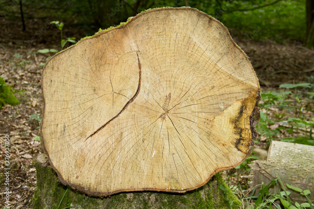 Cross section of the sawn trunk of a Common ash tree, showing annual ...