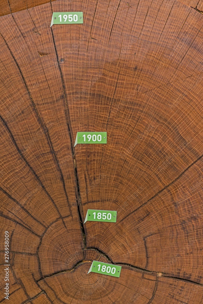 Cross section of bicentennial oak (Quercus sp.) trunk with annual rings ...