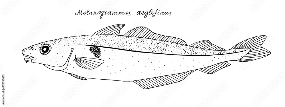 Haddock. Hand drawn black outline realistic illustration. Stock ...