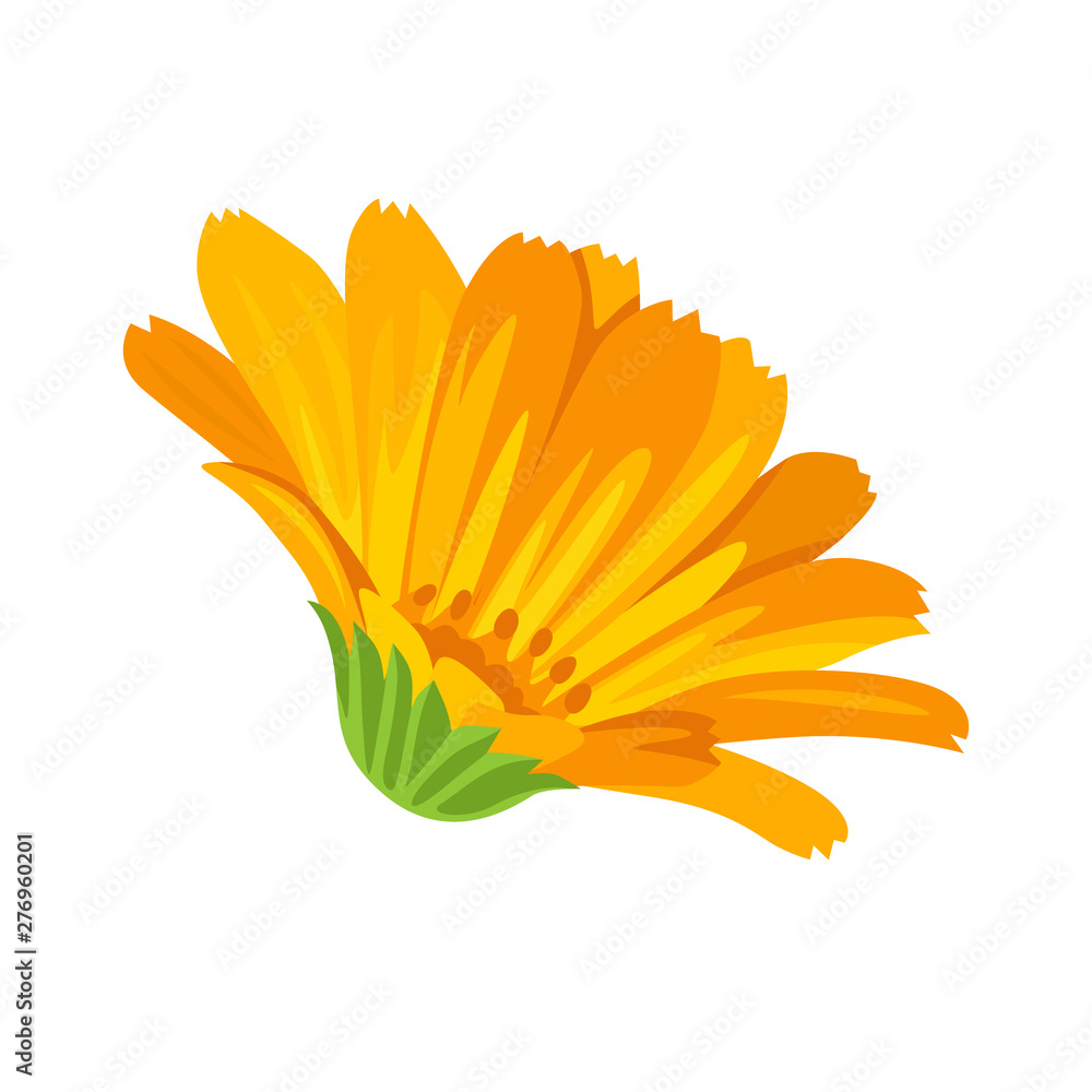 Calendula flower. Vector illustration of an orange medicinal flower ...