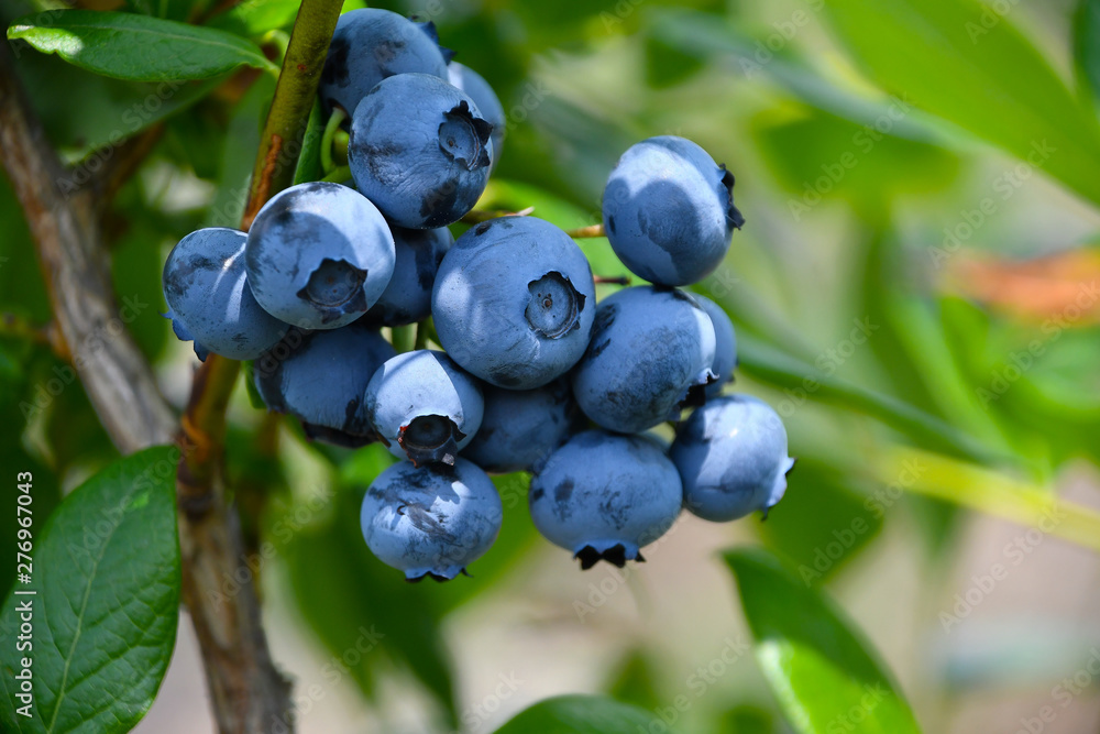 Blueberries Stock Photo | Adobe Stock