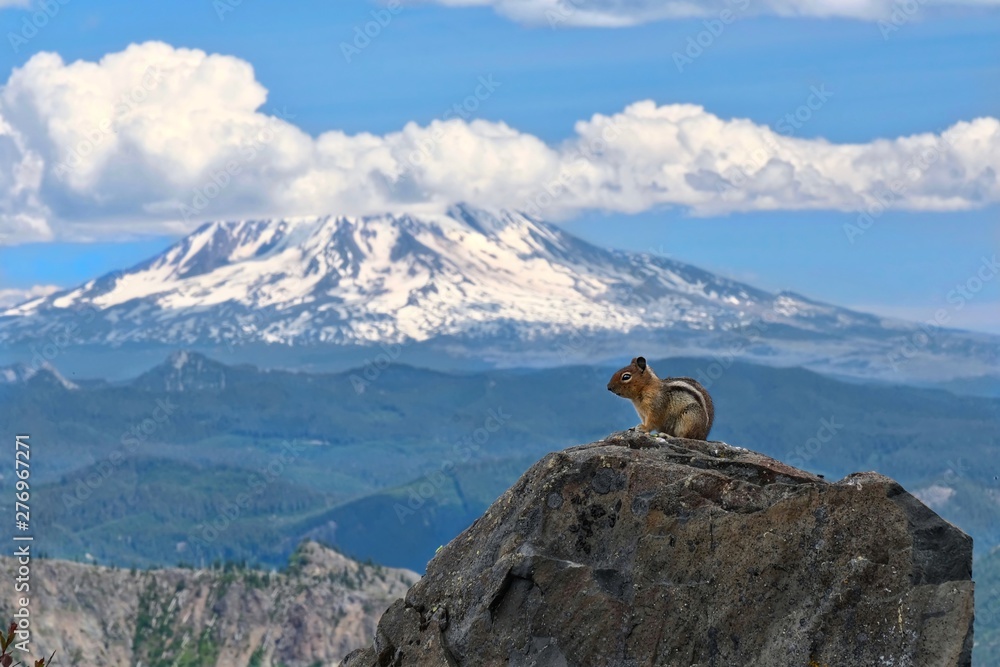 Chipmunk in front of snow capped mount Adams. Beautiful hiking trail ...