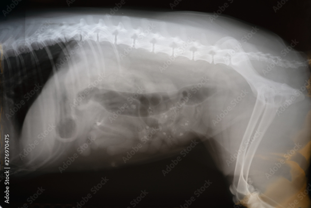 X-ray film of dog lateral view. Veterinary medicine, veterinary anatomy ...