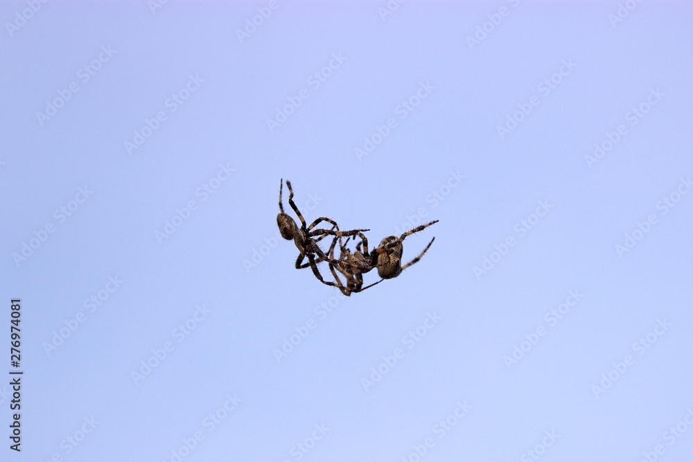 Closeup silhouettes of two spiders fighting hanging from a cobweb ...