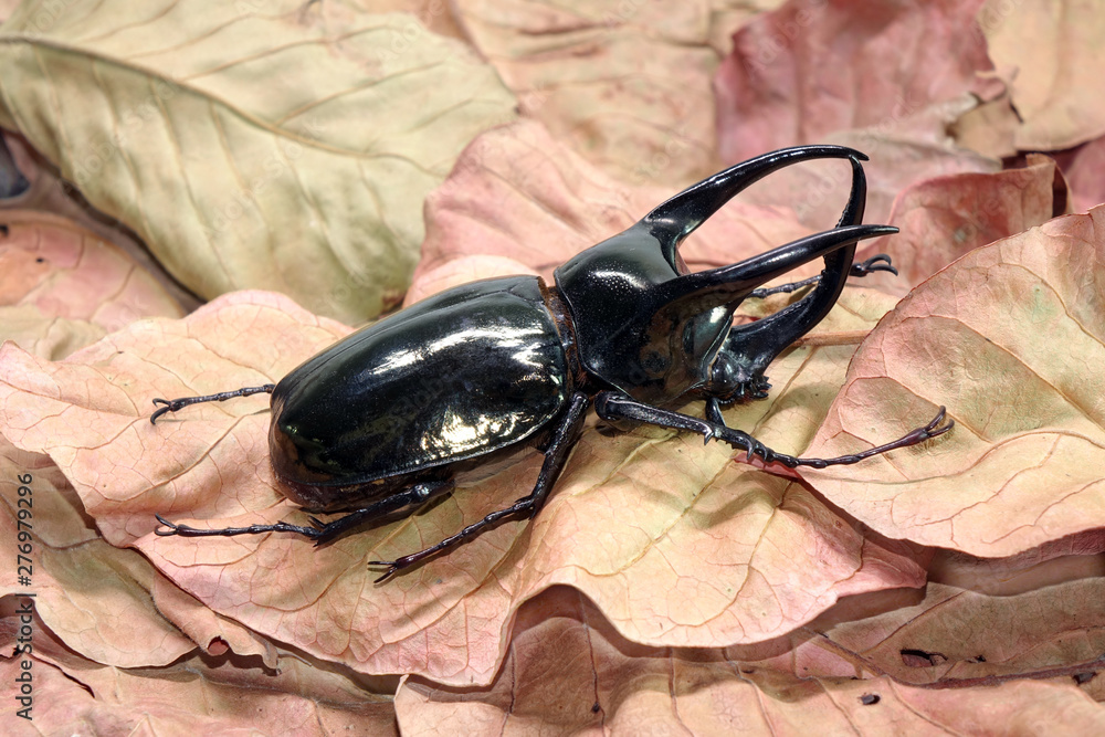 Giant Atlas Beetle