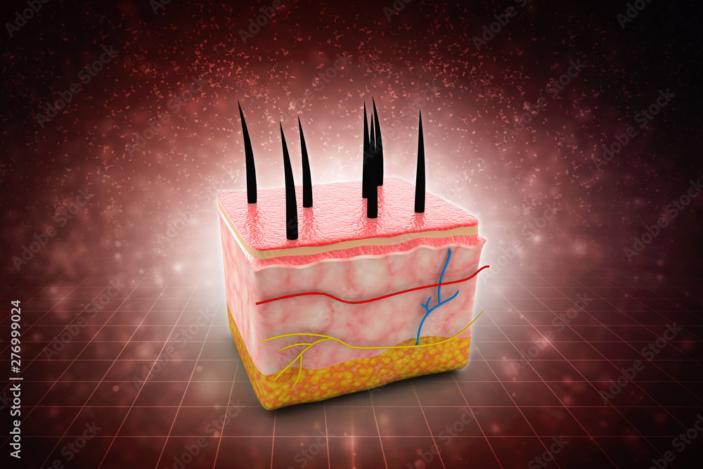 3d rendering Human skin anatomy Stock Illustration | Adobe Stock