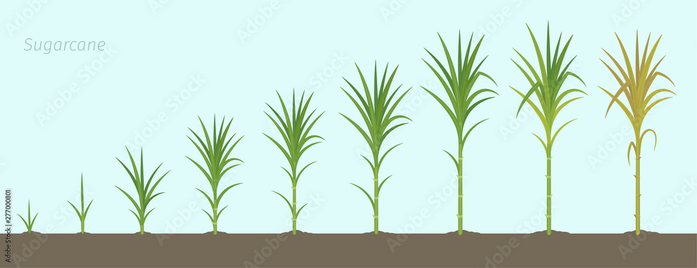 Crop stages of Sugarcane. Growing sugar cane plant used for sugar ...