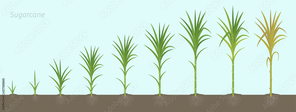 Crop stages of Sugarcane. Growing sugar cane plant used for sugar ...