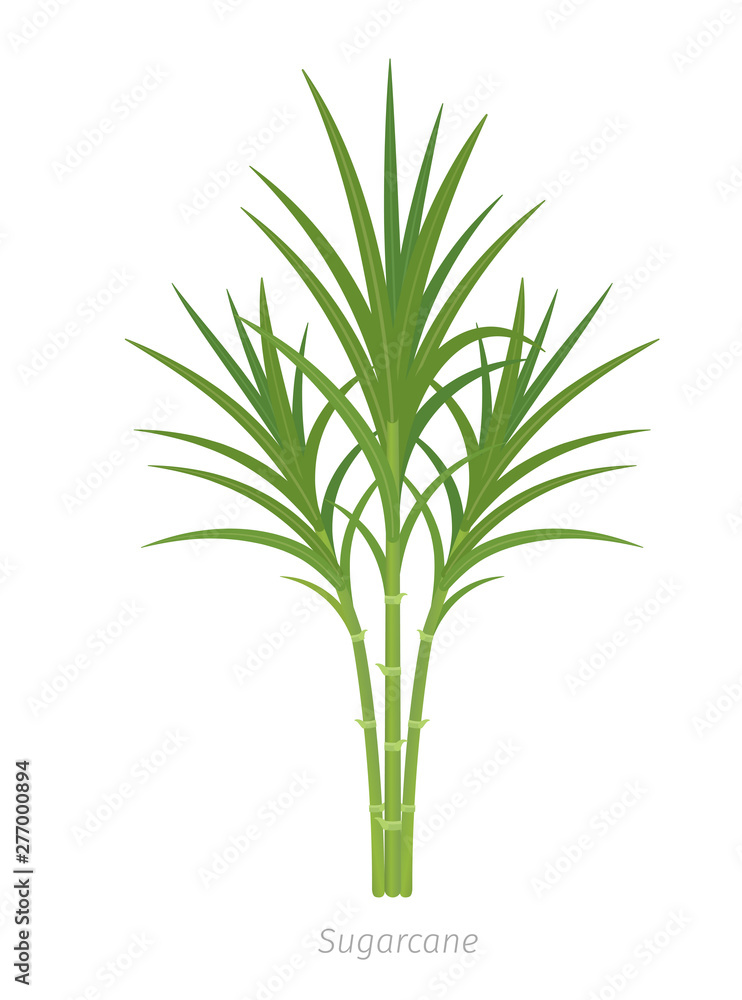 Sugarcane plant. Sugar cane plant used for sugar production. Vector ...