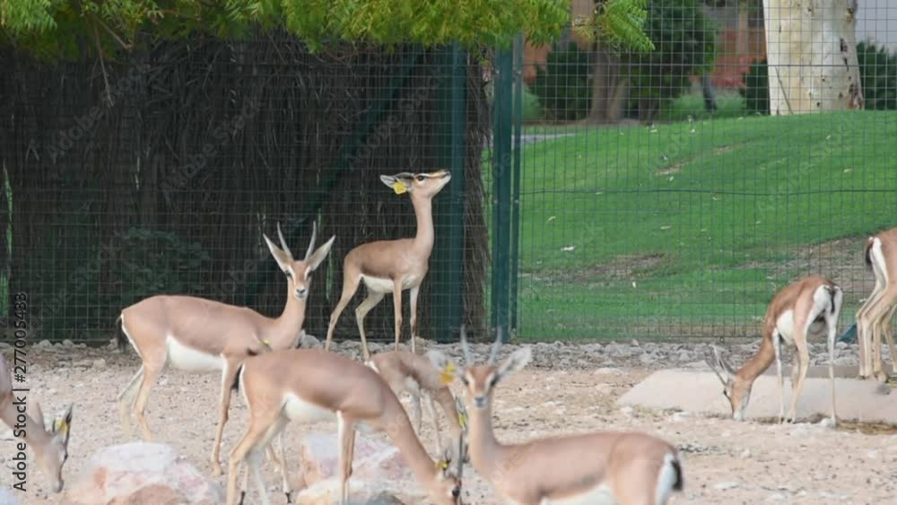 Arabian Sand Gazelle (Gazella marica) stands on his hind legs to reach ...