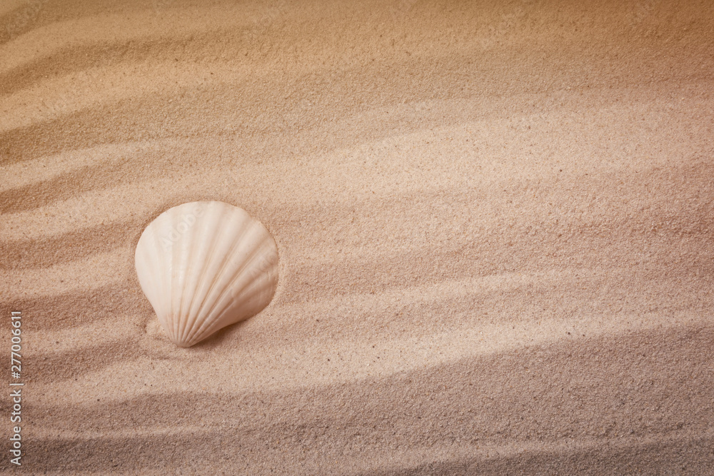 Seashell on sand, top view. Sea summer vacation background with copy ...