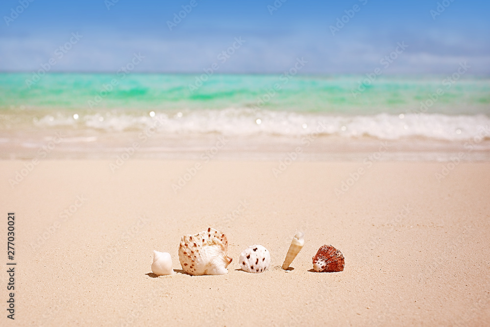 Sea shells on the beach in sand, summer vacation, luxury holidays in ...