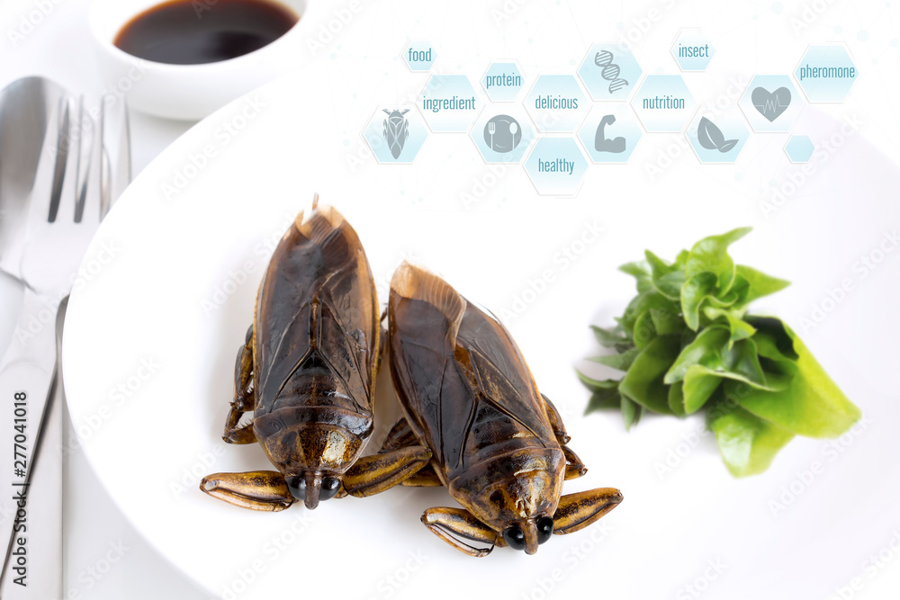 Giant Water Bug is edible insect for eating as food Insects cooking ...