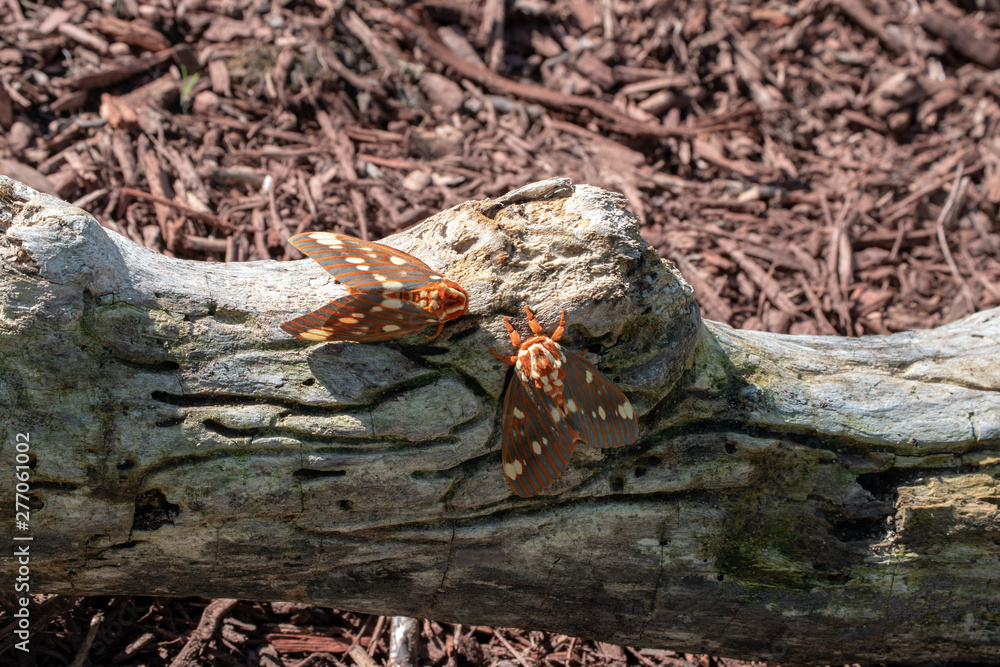 Foto de Two regal moths stand on a log on mulch in a Missouri garden ...